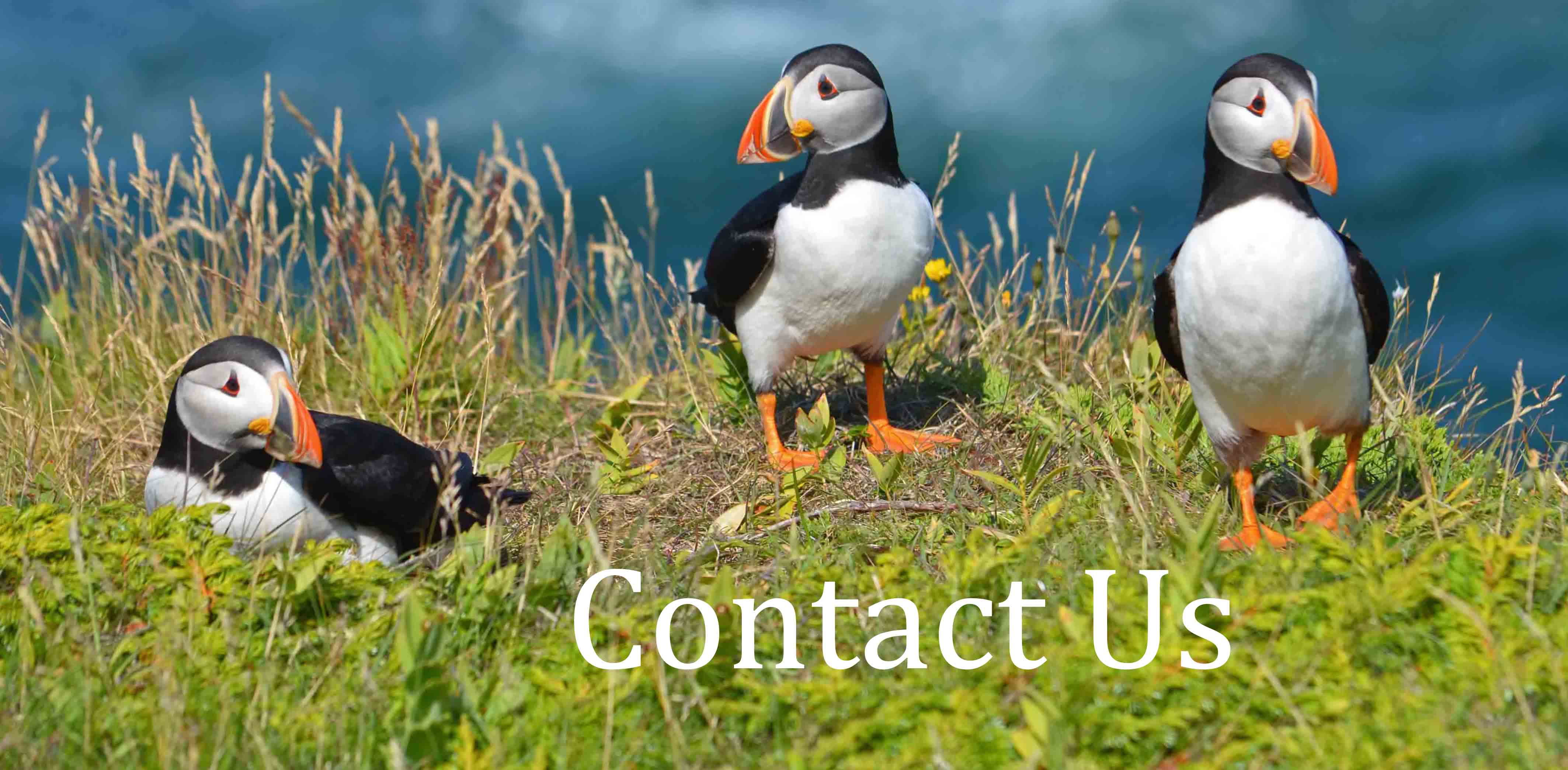 Contact Us – gallivanting